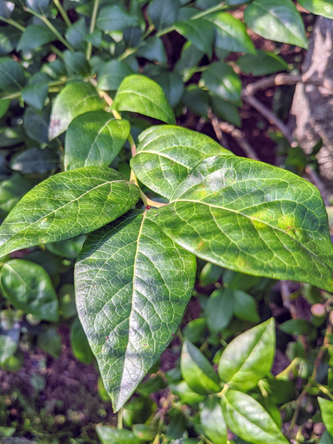 Pruning the Blueberry Bushes at My Farm - The Martha Stewart Blog