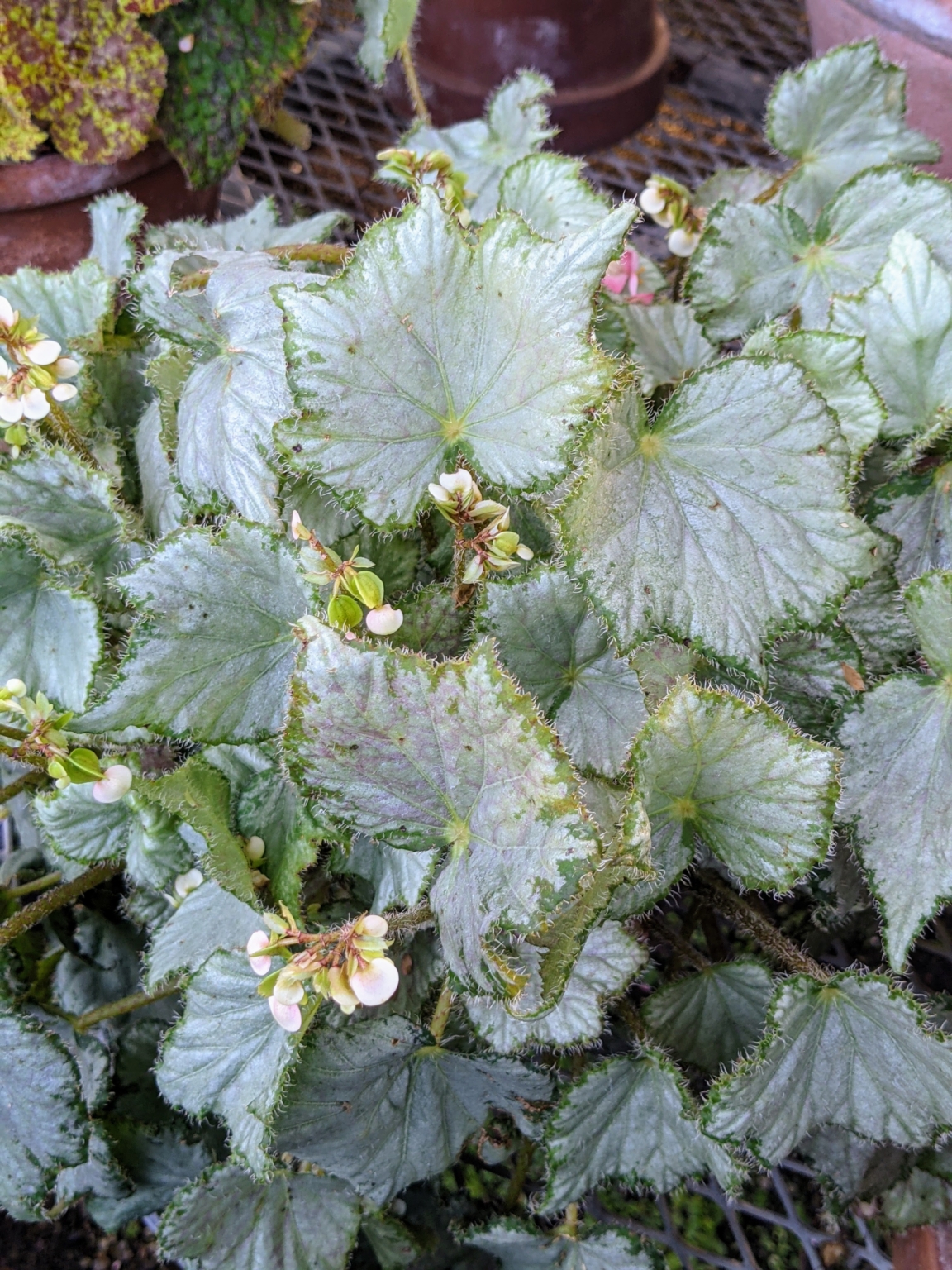 The Martha Stewart Blog : Blog Archive Propagating Begonias from Stem ...