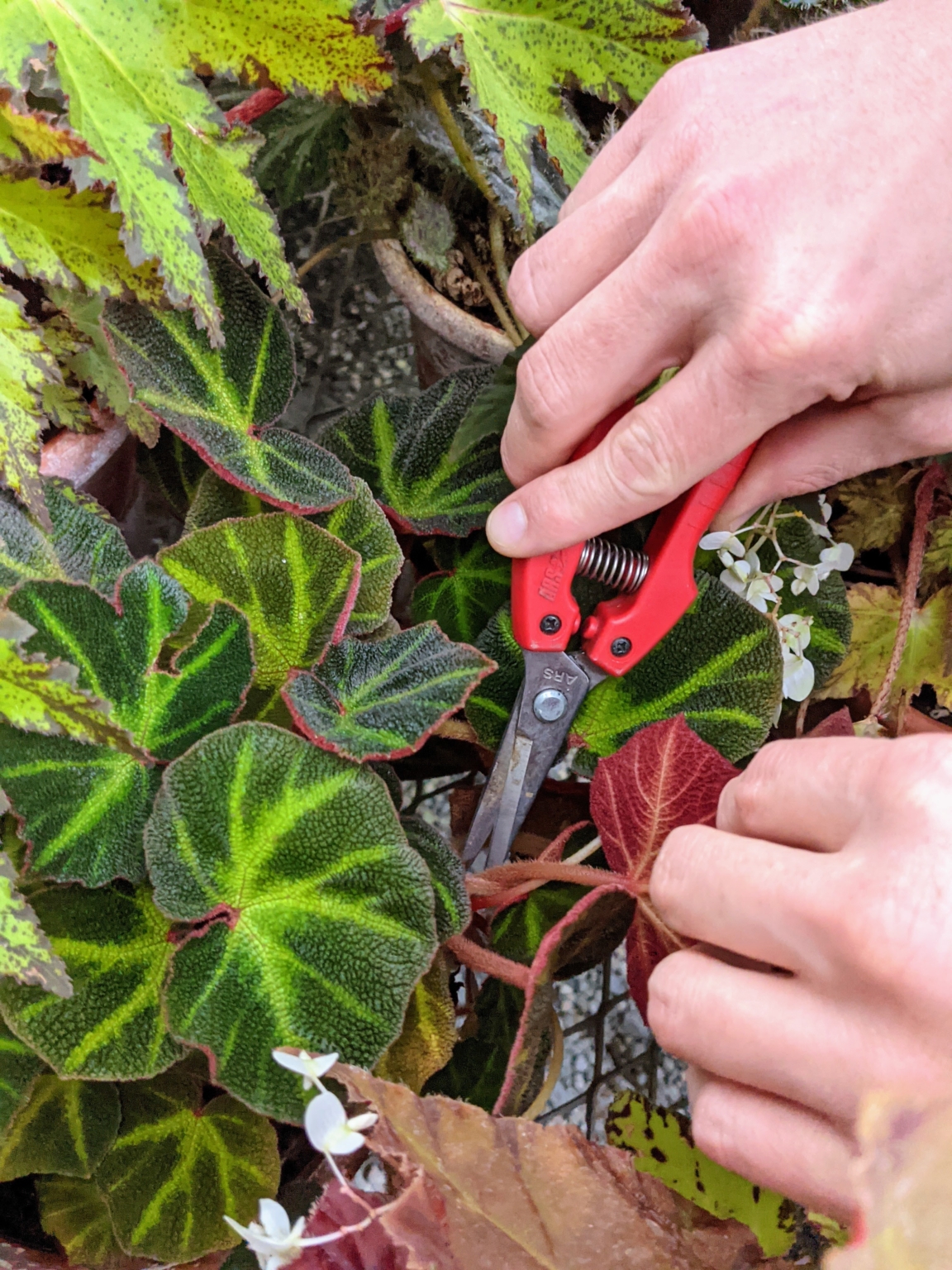 Propagating Begonias from Stem Cuttings in My Greenhouse - The Martha ...