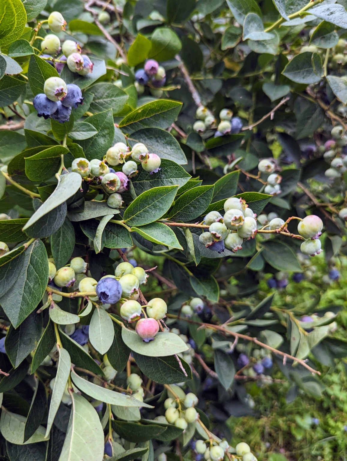 Pruning the Blueberry Bushes at My Farm - The Martha Stewart Blog