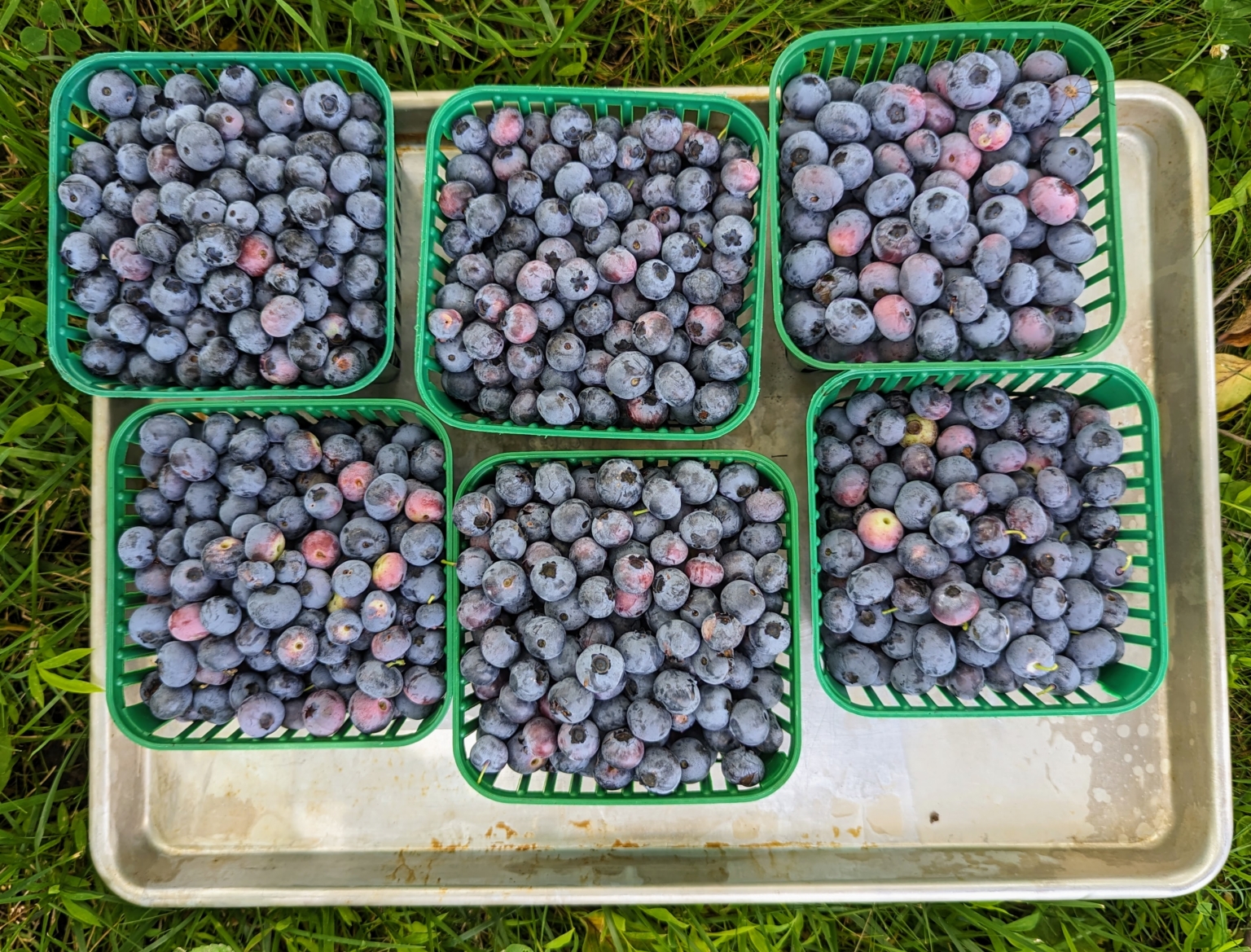 Pruning the Blueberry Bushes at My Farm - The Martha Stewart Blog