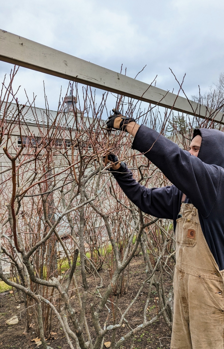 Pruning the Blueberry Bushes at My Farm - The Martha Stewart Blog