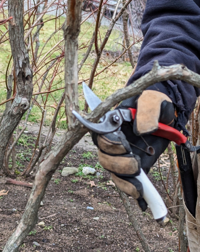 Pruning the Blueberry Bushes at My Farm - The Martha Stewart Blog