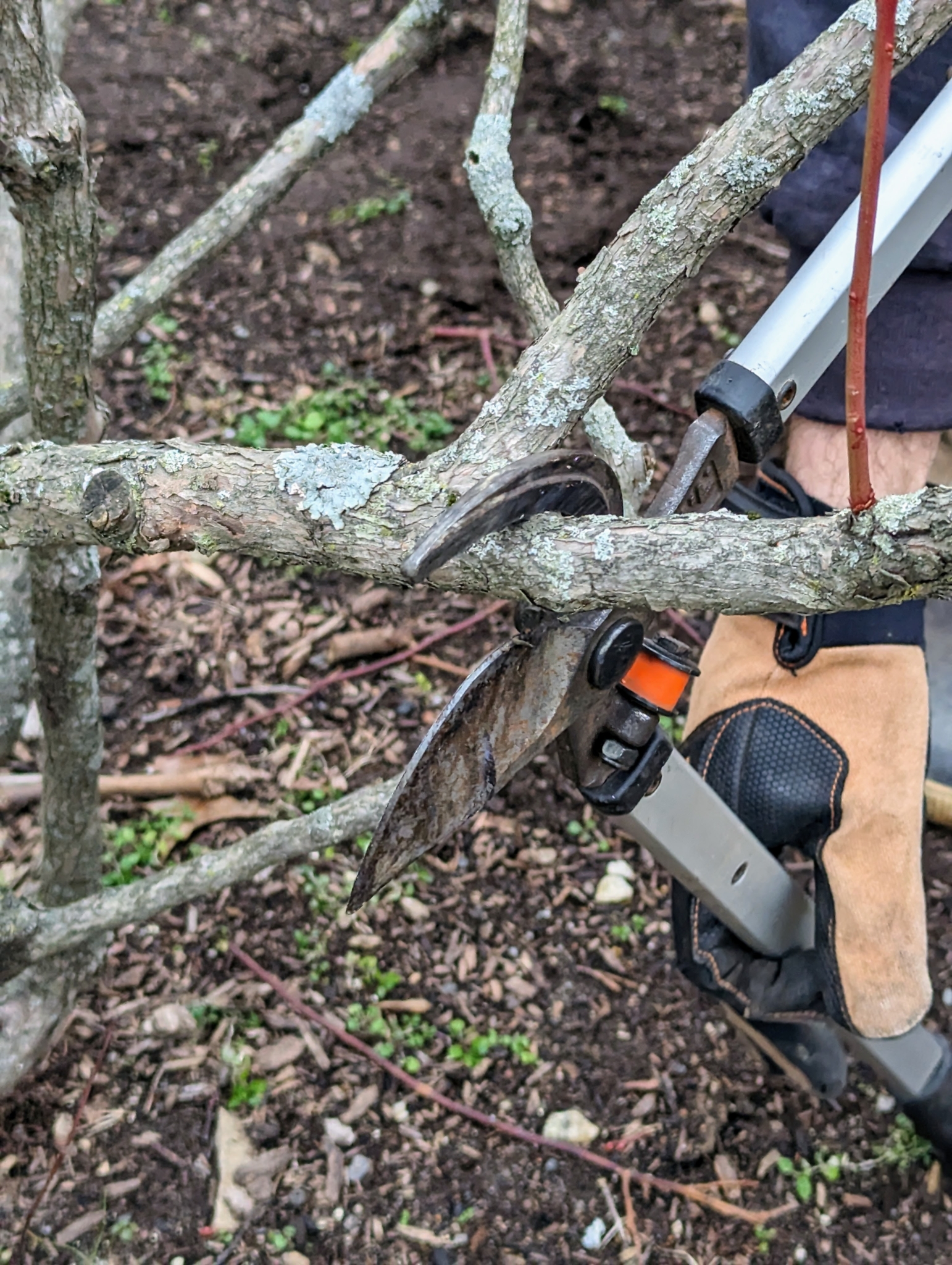 Pruning the Blueberry Bushes at My Farm - The Martha Stewart Blog