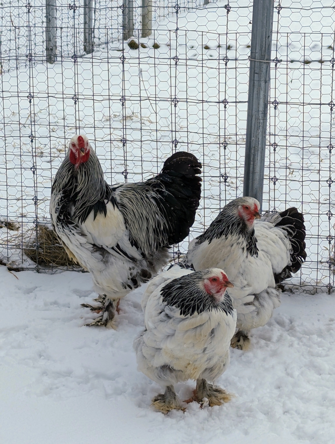 The 2024 Northeastern Poultry Congress in Springfield, Massachusetts ...