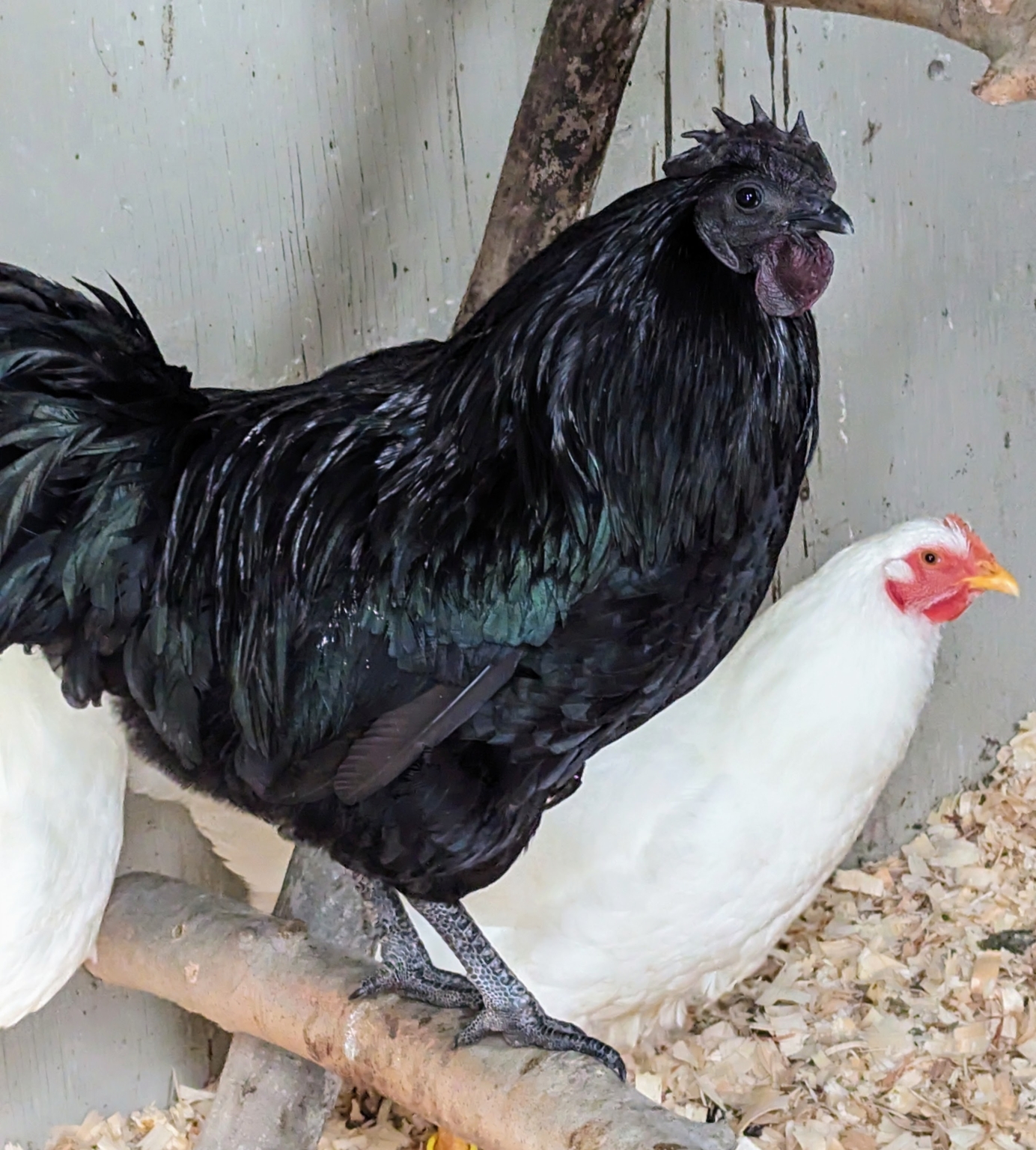 The 2024 Northeastern Poultry Congress in Springfield, Massachusetts ...