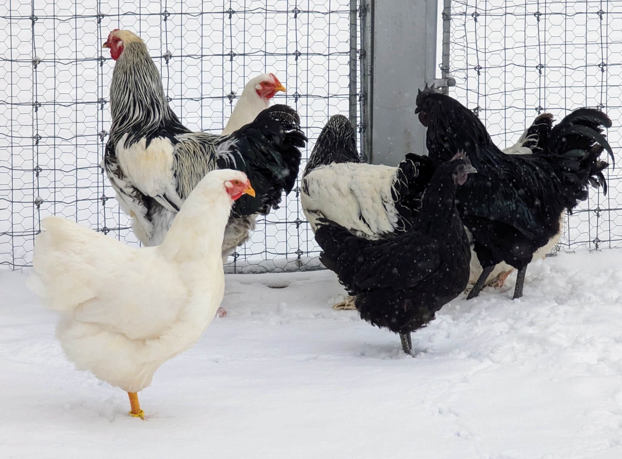 The 2024 Northeastern Poultry Congress in Springfield, Massachusetts ...