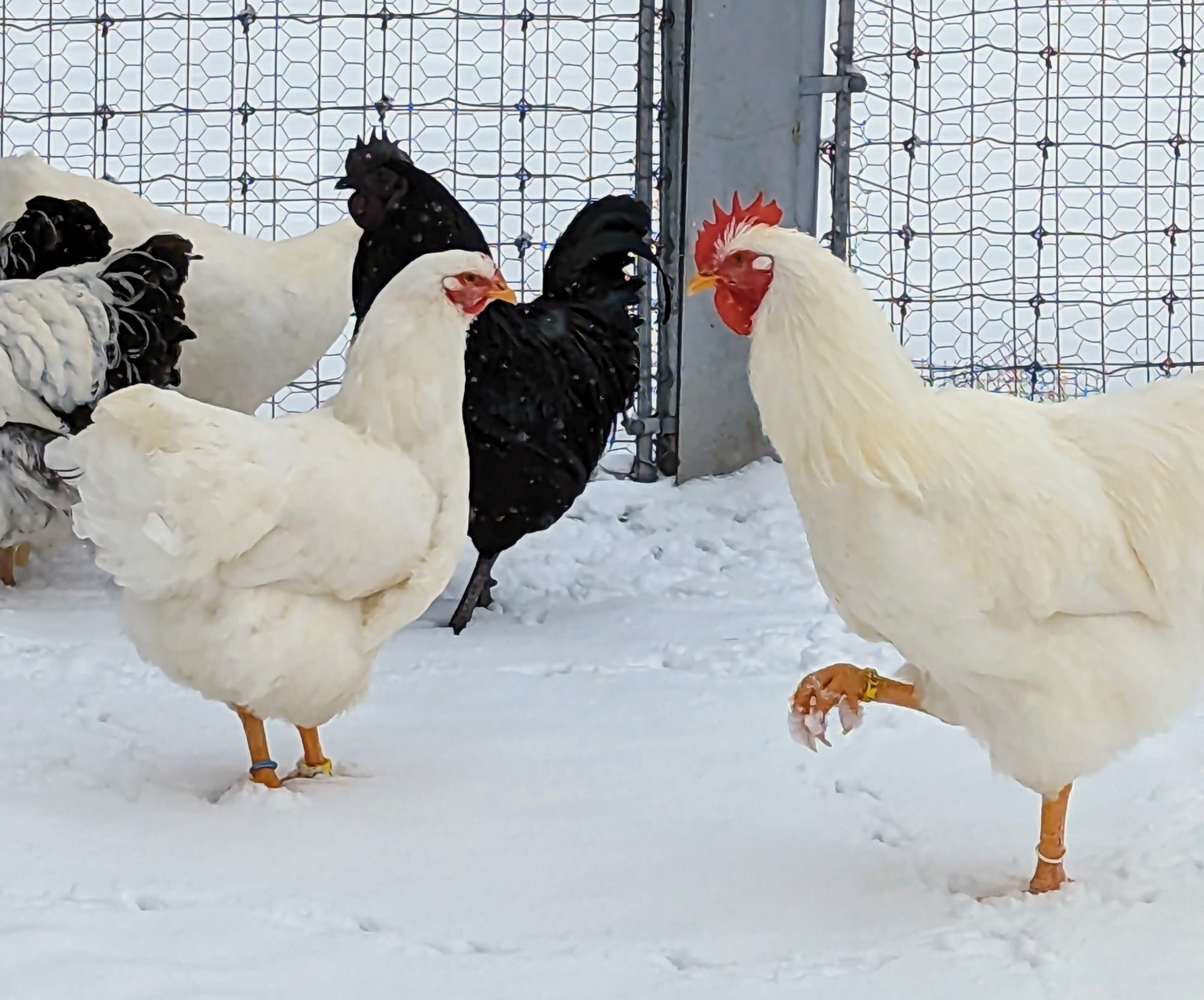 The Martha Stewart Blog : Blog Archive The 2024 Northeastern Poultry ...