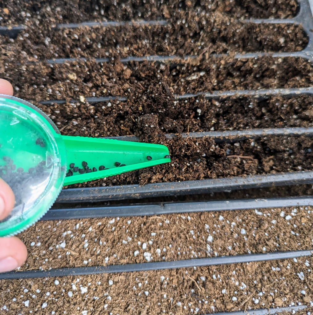 Time to Start Our Onions from Seed - The Martha Stewart Blog