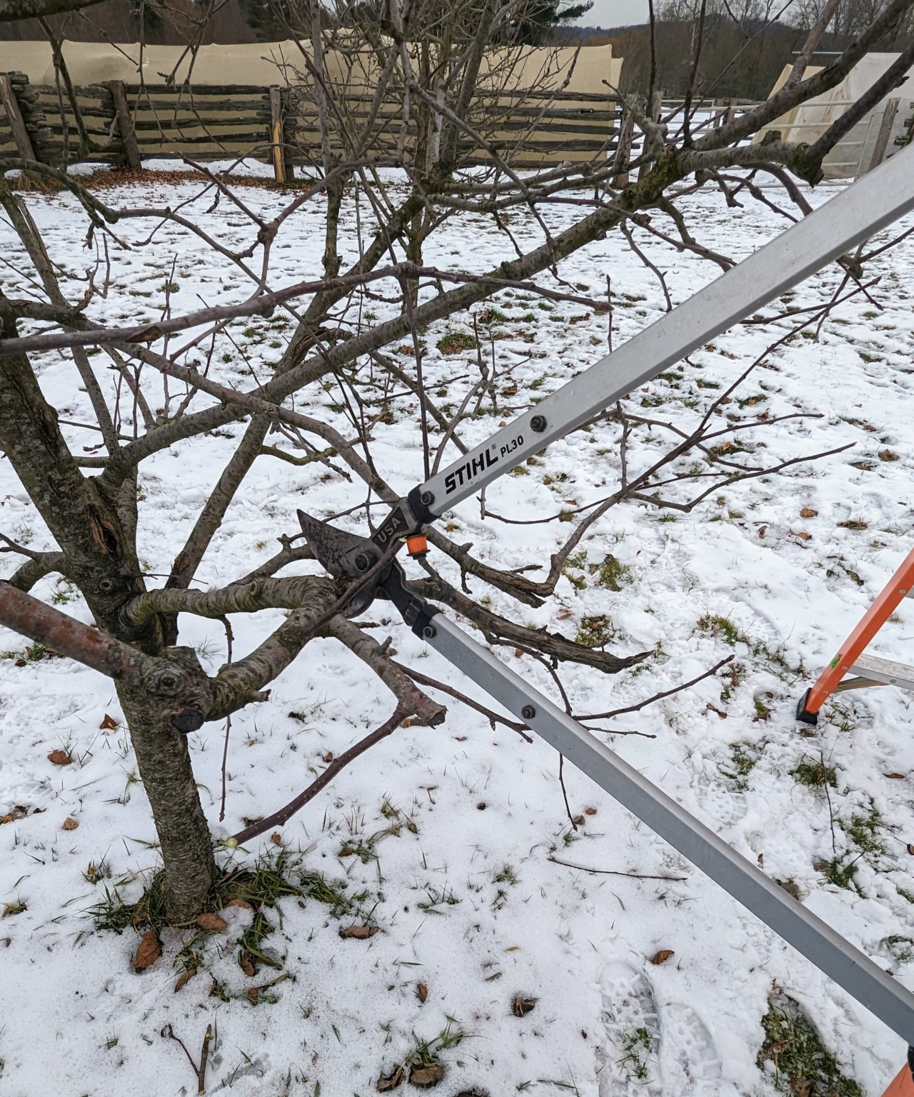 Pruning Trees in the Orchard - The Martha Stewart Blog