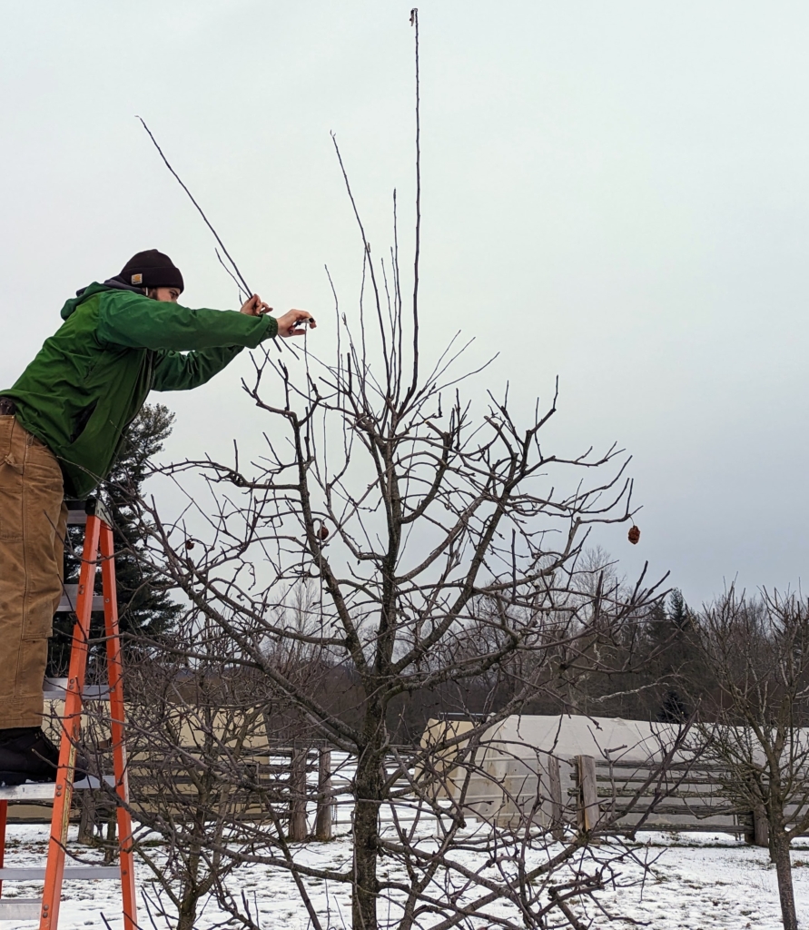 Pruning Trees in the Orchard - The Martha Stewart Blog