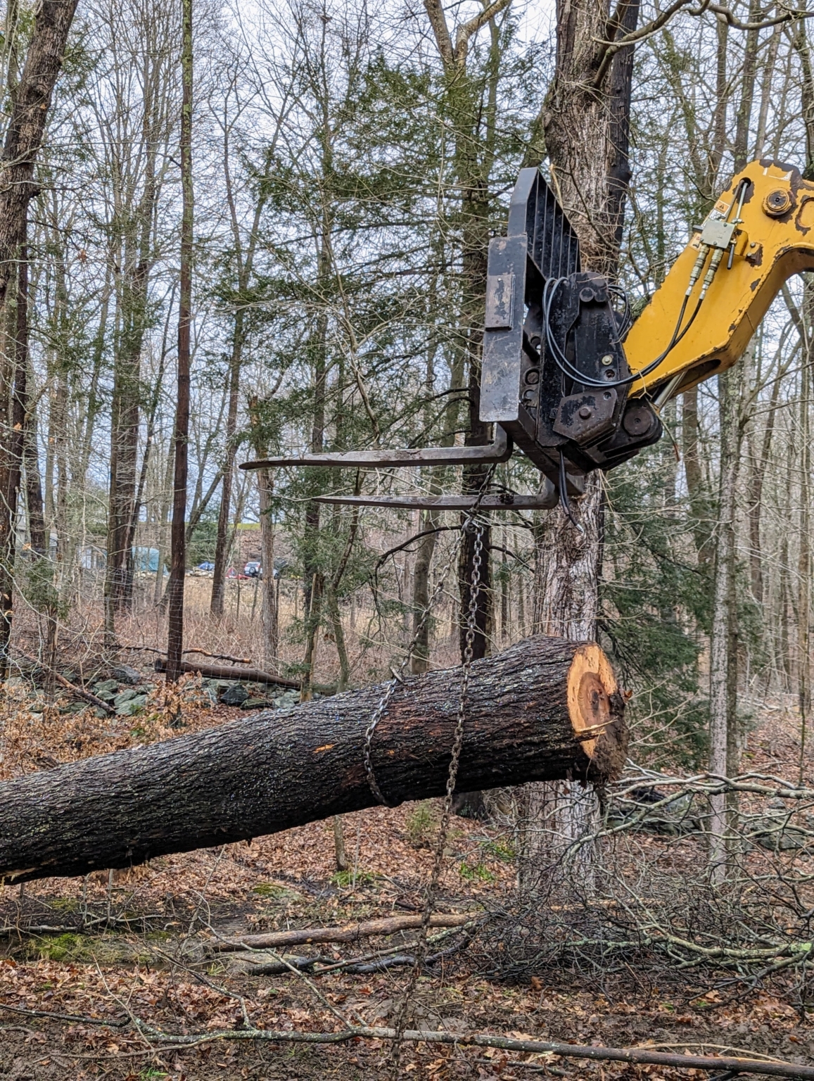 Caring for the Woodlands at My Farm - The Martha Stewart Blog