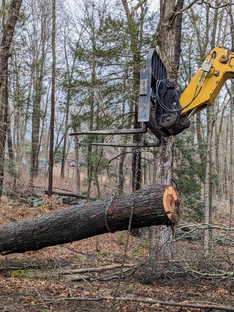 Caring for the Woodlands at My Farm - The Martha Stewart Blog