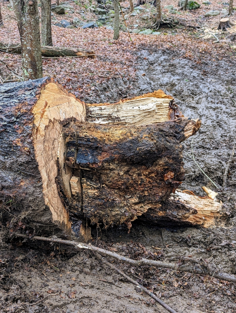 Caring for the Woodlands at My Farm - The Martha Stewart Blog