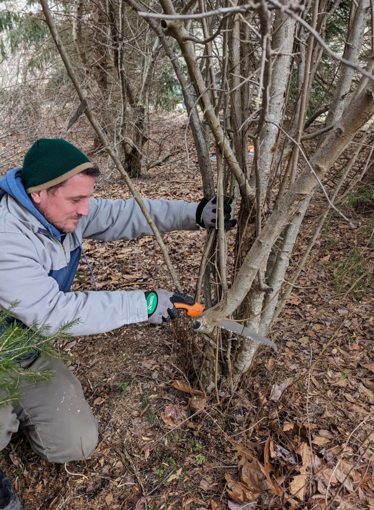 Cutting Down Crabapple Trees - The Martha Stewart Blog