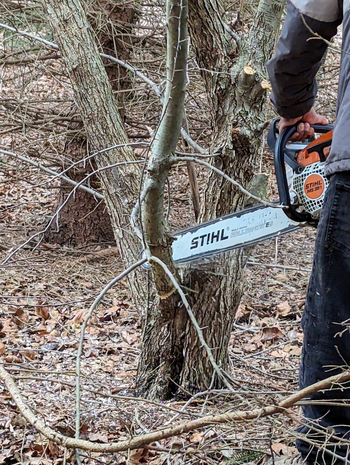 Cutting Down Crabapple Trees - The Martha Stewart Blog