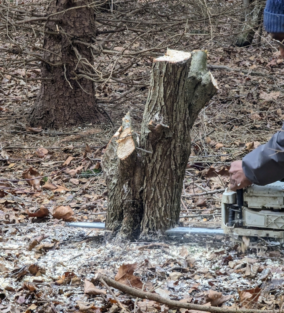 Cutting Down Crabapple Trees - The Martha Stewart Blog