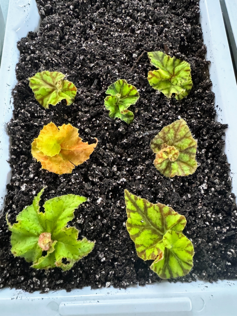 Propagating Begonias from Stem Cuttings in My Greenhouse - The Martha ...