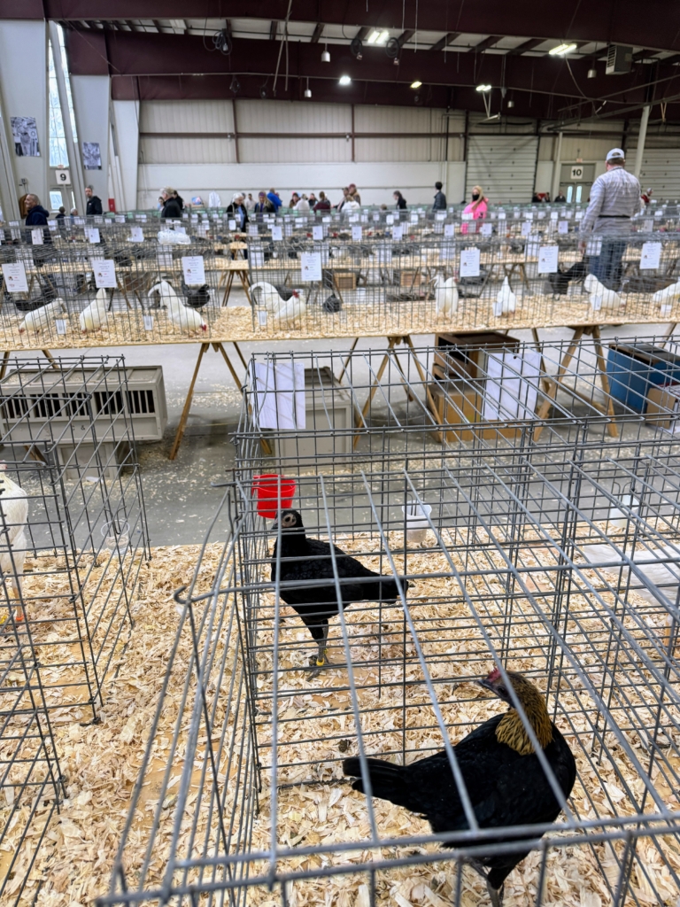 The 2024 Northeastern Poultry Congress in Springfield, Massachusetts ...