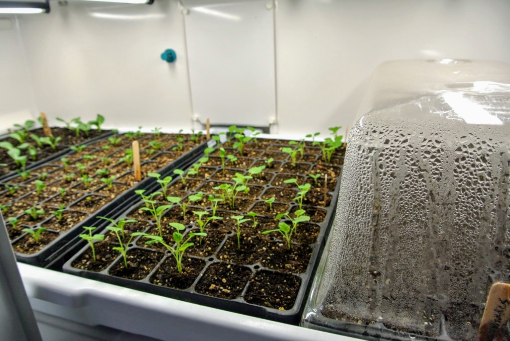 Transplanting Seedlings - The Martha Stewart Blog