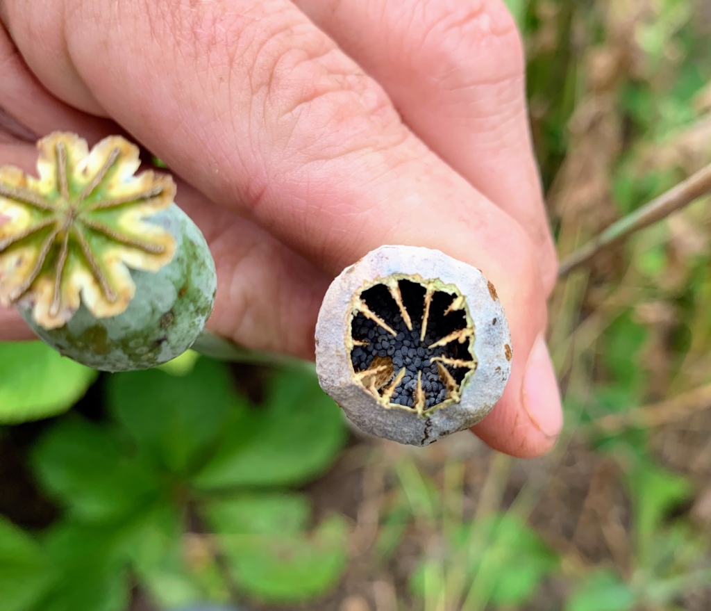 The Art of Seed with K Greene - The Martha Stewart Blog