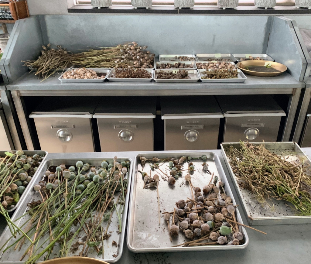 The Art of Seed with K Greene - The Martha Stewart Blog