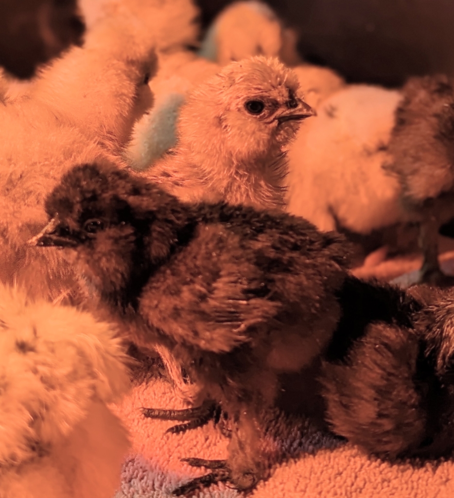 Silkie Chicks at My Farm - The Martha Stewart Blog