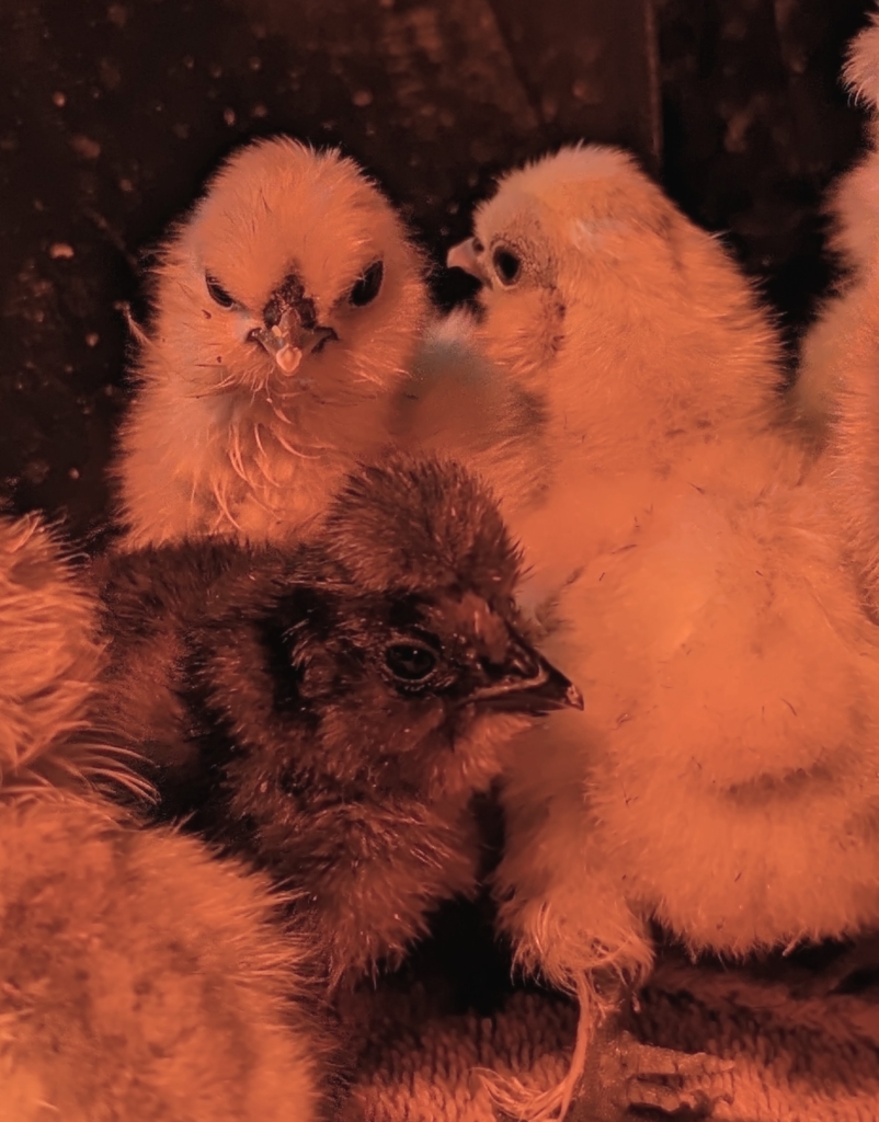 Silkie Chicks at My Farm - The Martha Stewart Blog