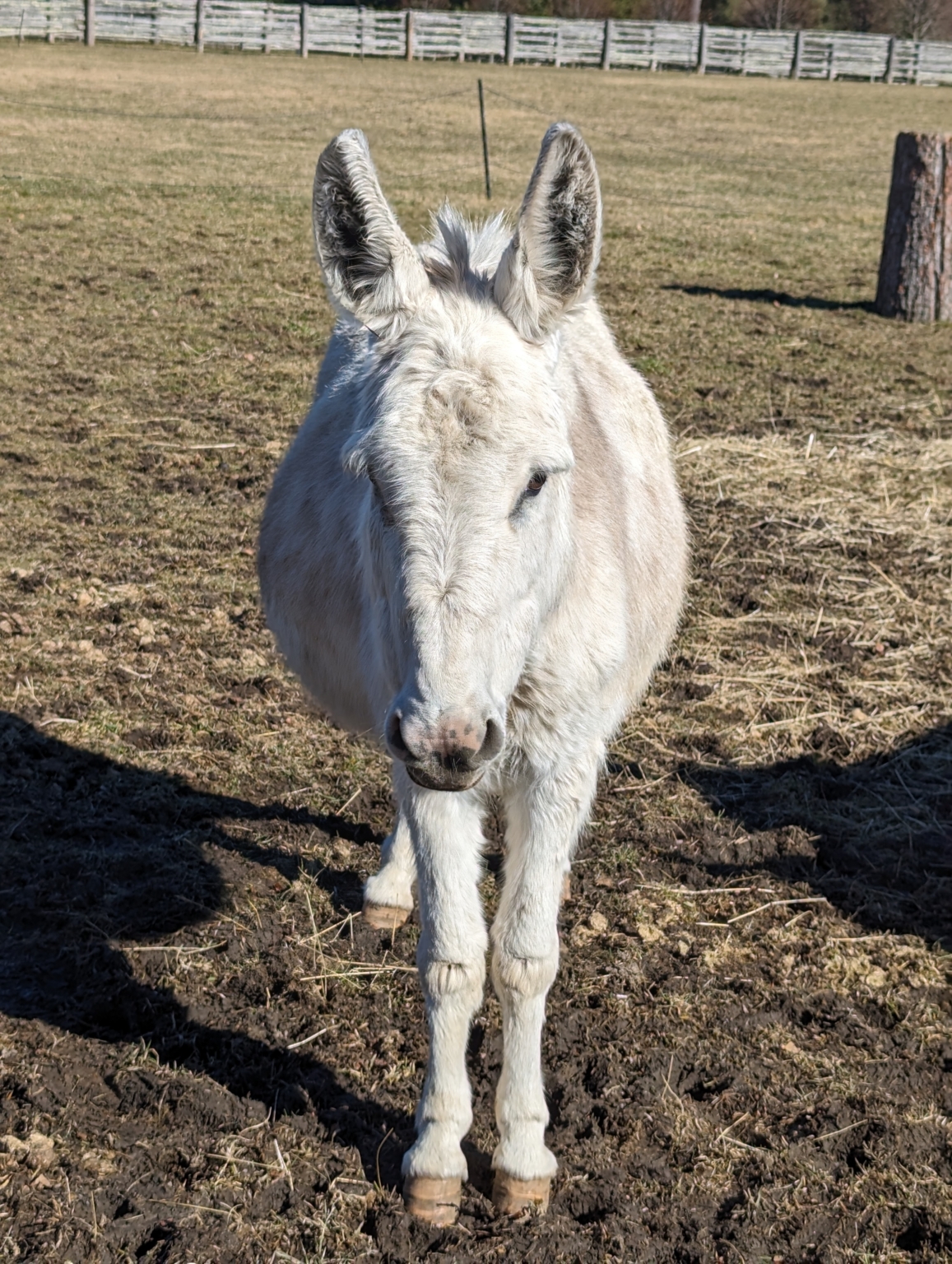 The Donkeys at Cantitoe Corners - The Martha Stewart Blog