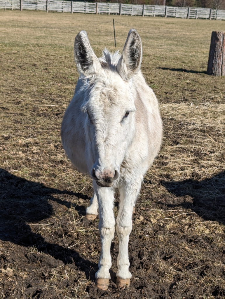 The Donkeys at Cantitoe Corners - The Martha Stewart Blog