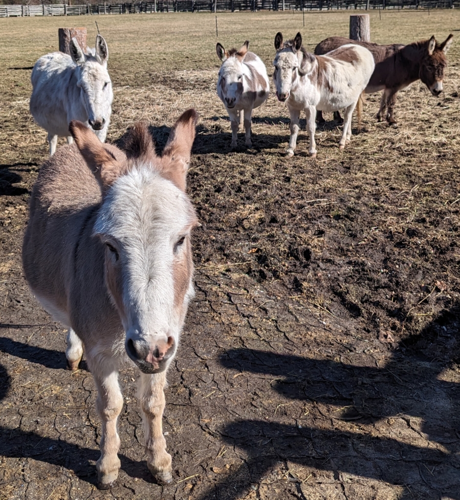 The Donkeys at Cantitoe Corners - The Martha Stewart Blog