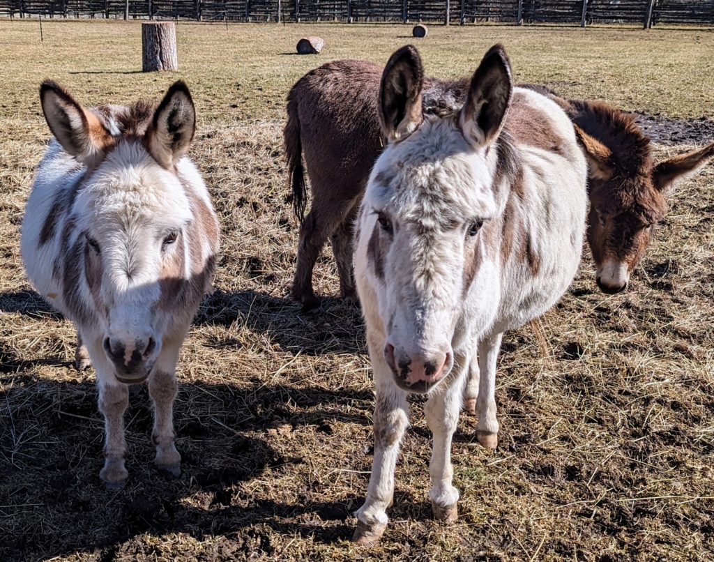 The Donkeys at Cantitoe Corners - The Martha Stewart Blog