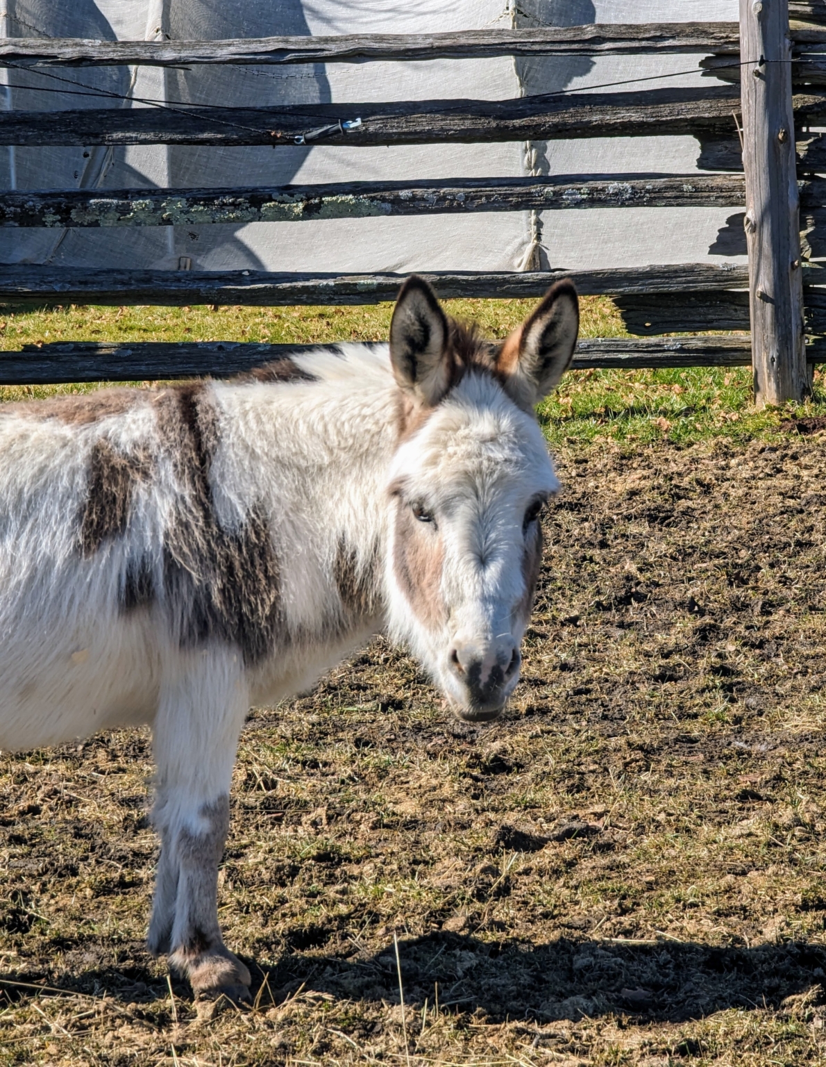 The Donkeys at Cantitoe Corners - The Martha Stewart Blog