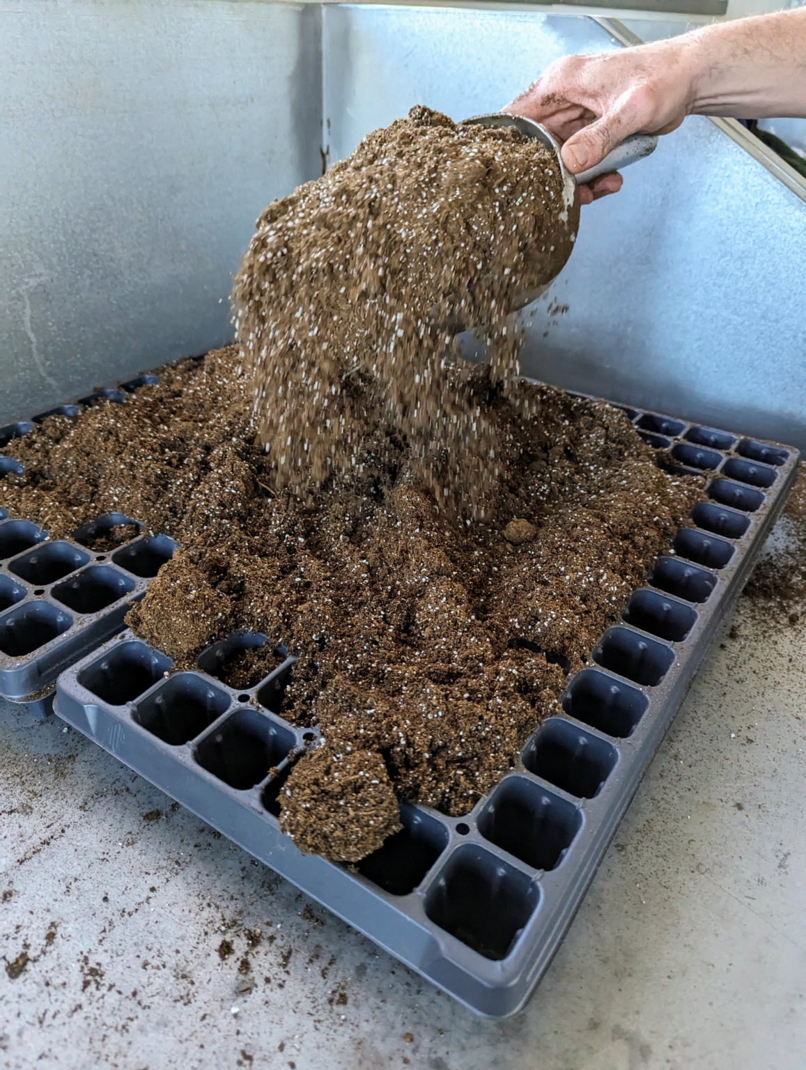 The Martha Stewart Blog : Blog Archive Starting Dahlia Flower Seeds ...