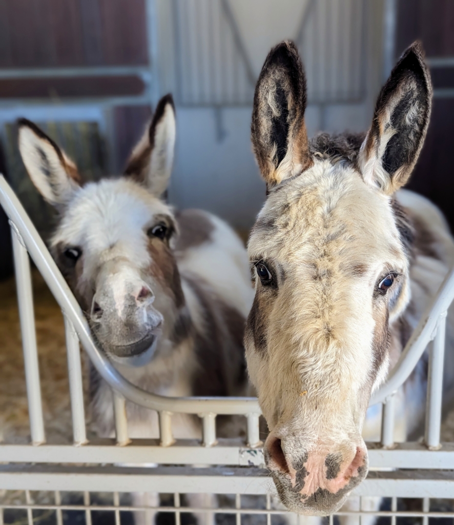 The Donkeys at Cantitoe Corners - The Martha Stewart Blog