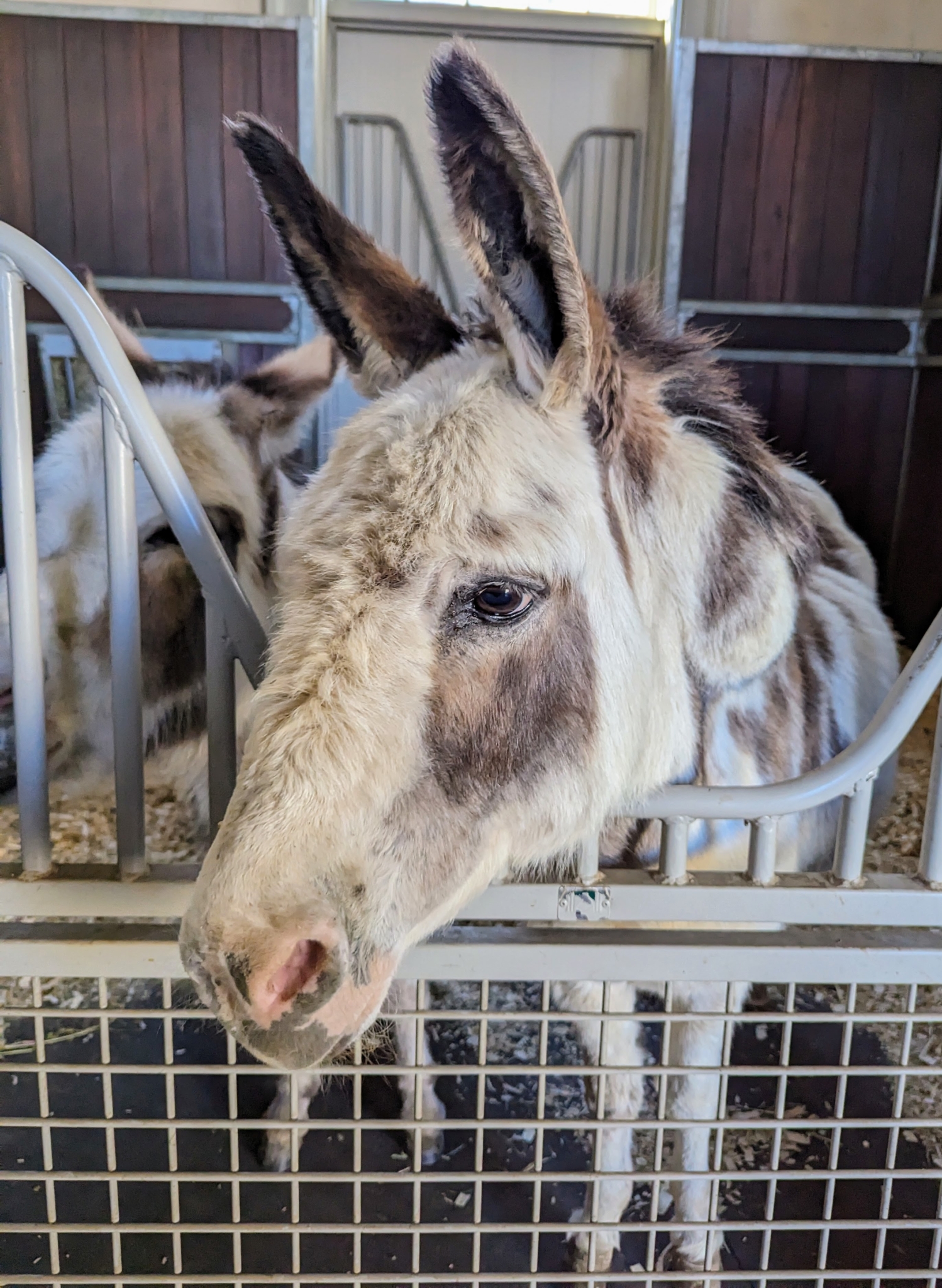 The Donkeys at Cantitoe Corners - The Martha Stewart Blog