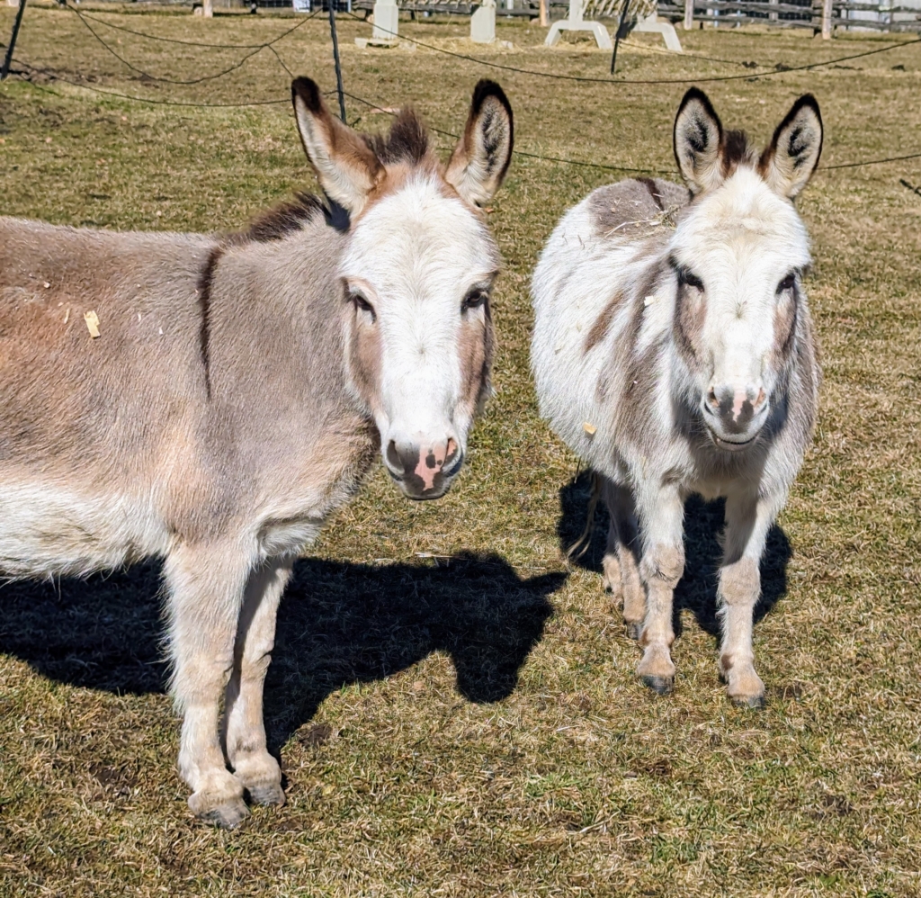 The Donkeys at Cantitoe Corners - The Martha Stewart Blog