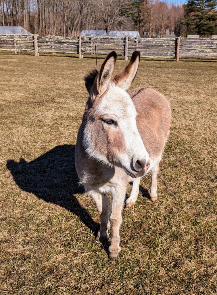 The Donkeys at Cantitoe Corners - The Martha Stewart Blog