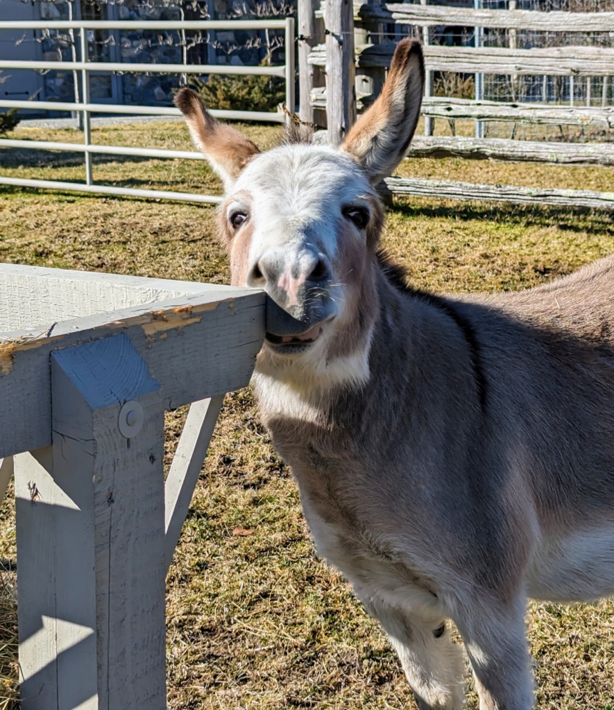The Donkeys at Cantitoe Corners - The Martha Stewart Blog