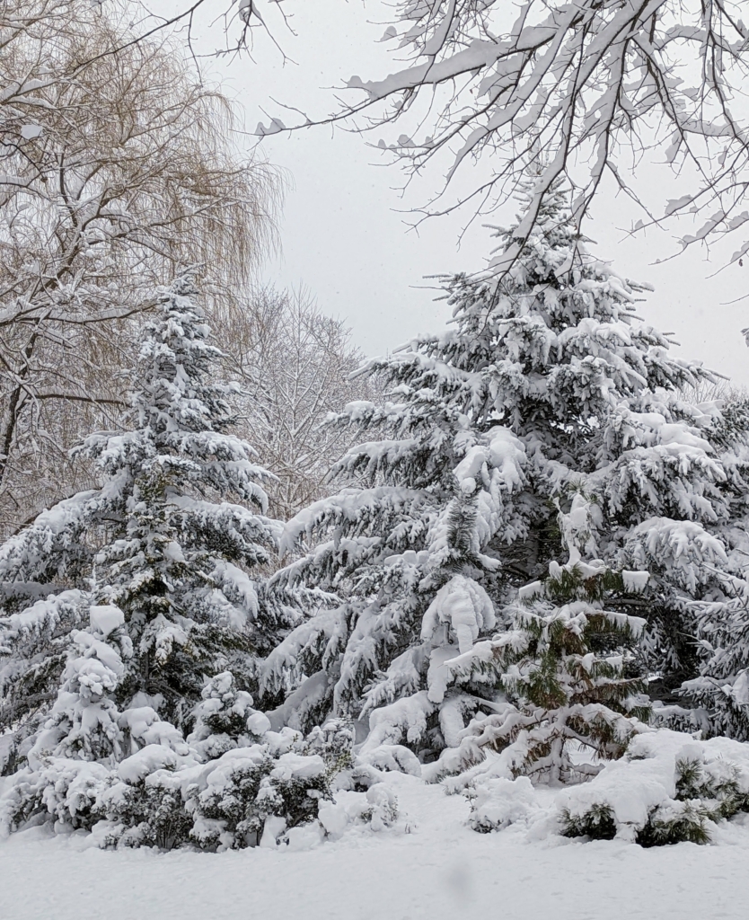 A Fast-Moving February Snow Storm - The Martha Stewart Blog