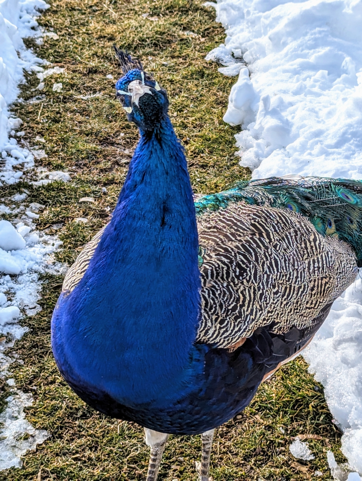 A Special Time of Year for My Peafowl - The Martha Stewart Blog