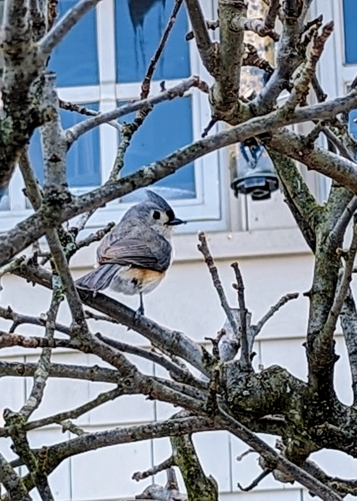 Helping the Wild Birds that Visit My Farm - The Martha Stewart Blog