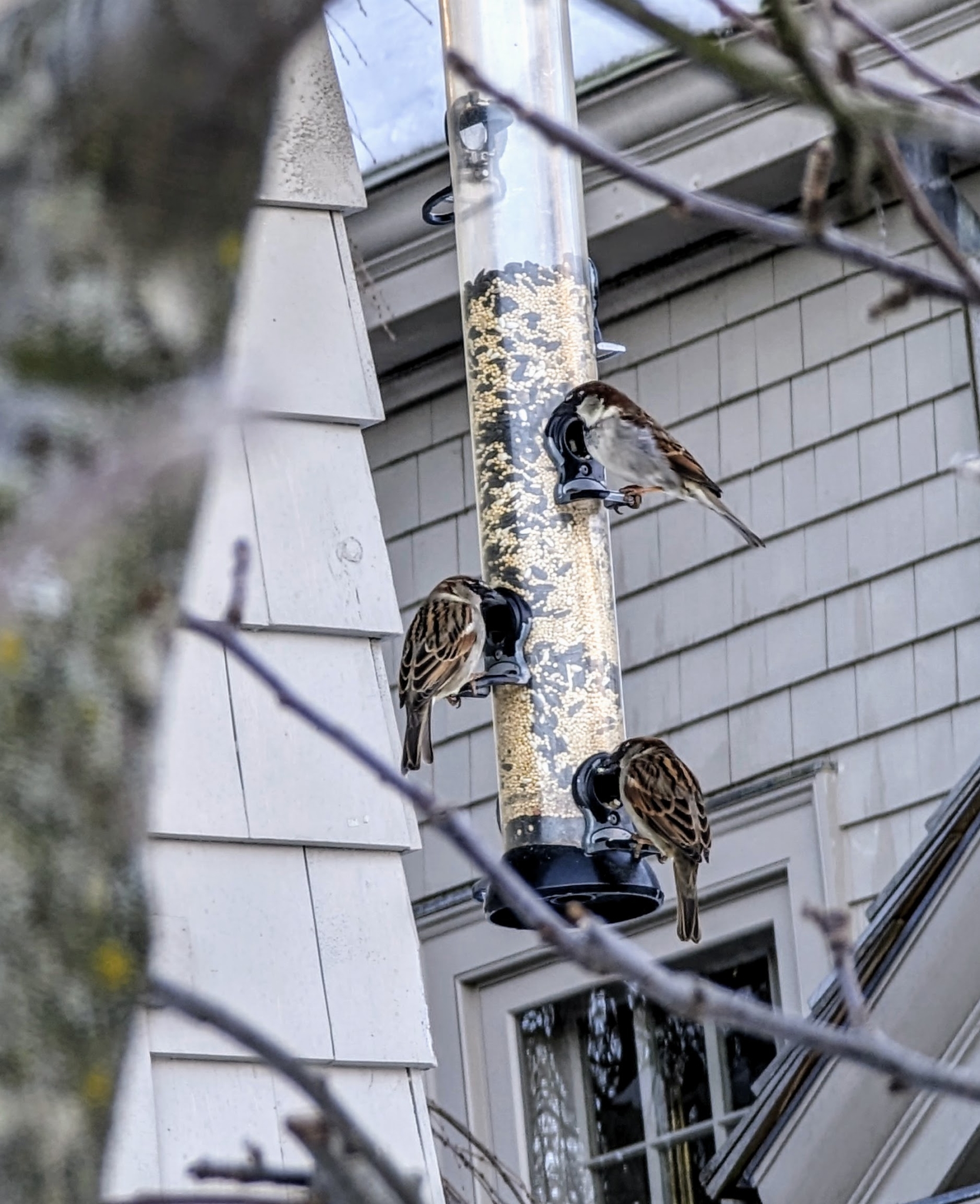 Helping the Wild Birds that Visit My Farm - The Martha Stewart Blog