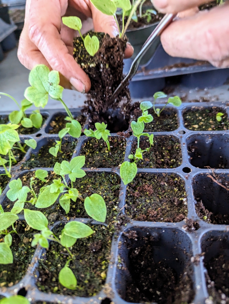 Transplanting Seedlings - The Martha Stewart Blog