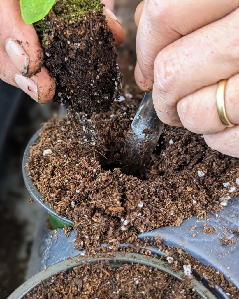 Transplanting Seedlings - The Martha Stewart Blog