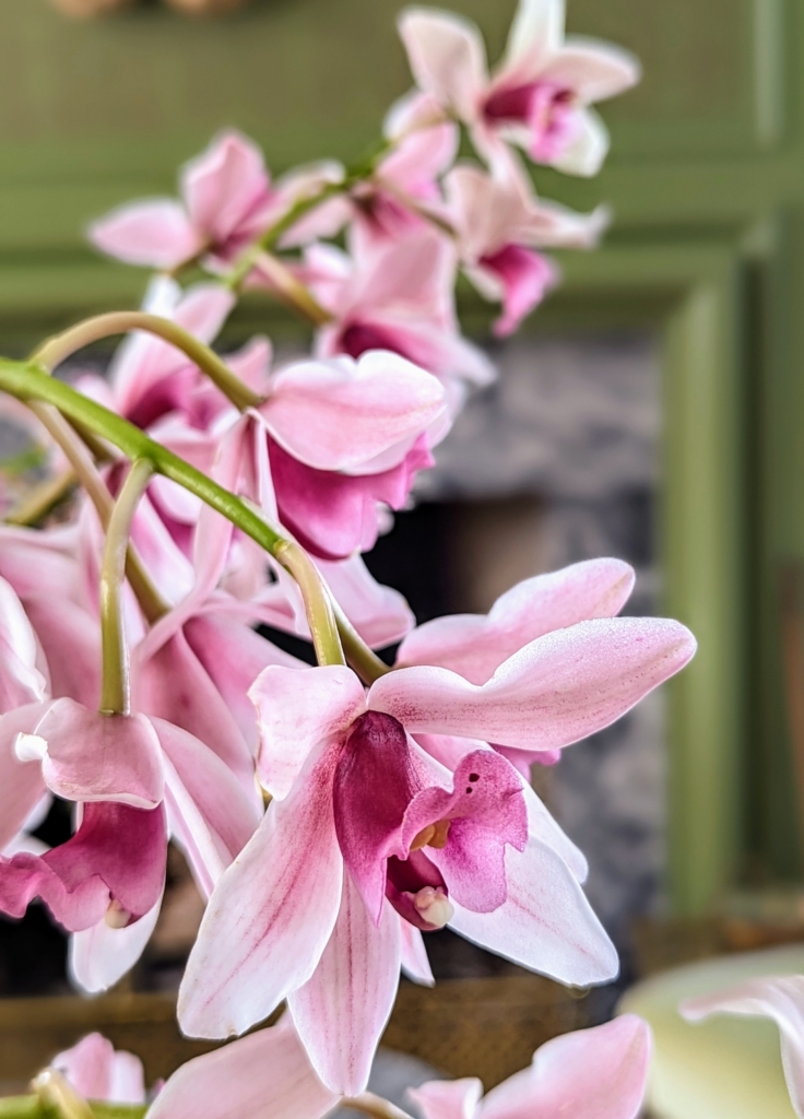 Flowers in My Winter House - The Martha Stewart Blog