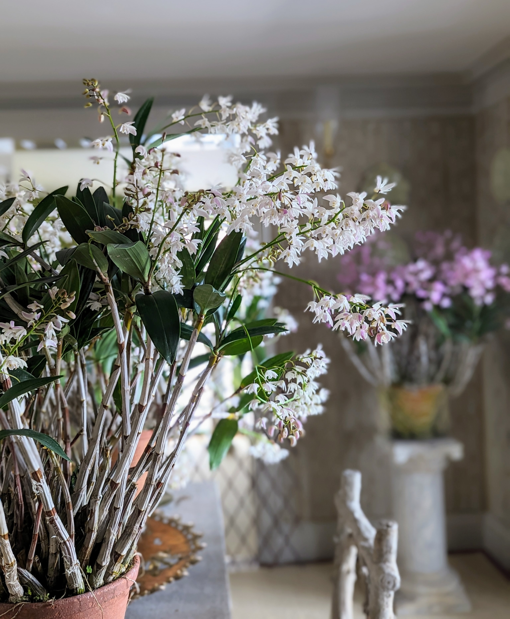 The Martha Stewart Blog : Blog Archive Flowers in My Winter House - The ...