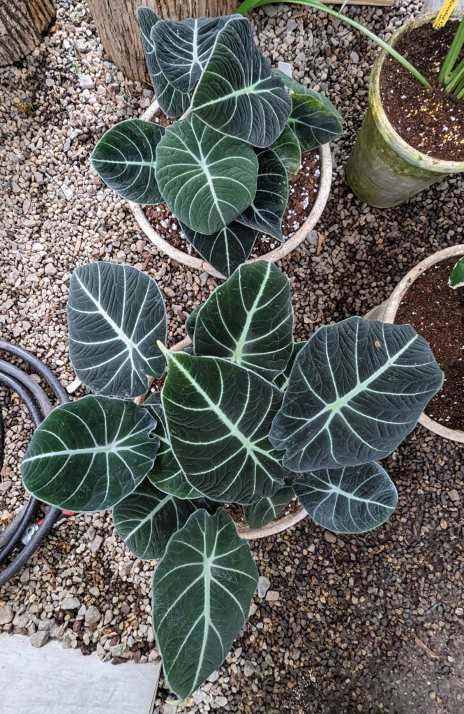 The Martha Stewart Blog : Blog Archive Alocasias for My Greenhouse ...