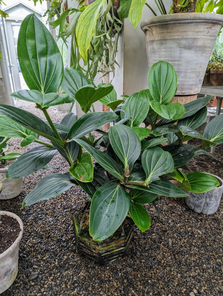 Tropical Plants from Excelsa Gardens - The Martha Stewart Blog