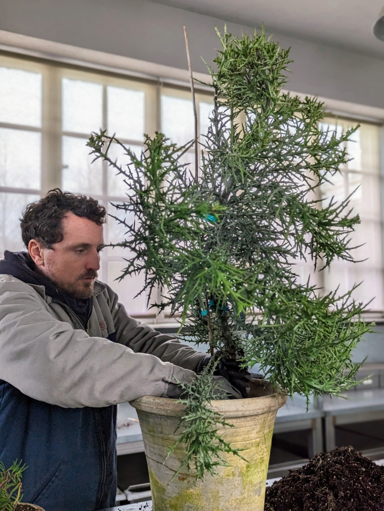 Tropical Plants from Excelsa Gardens - The Martha Stewart Blog